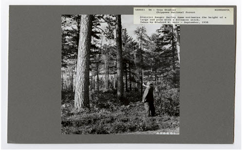 reSolve: Tree Biomass